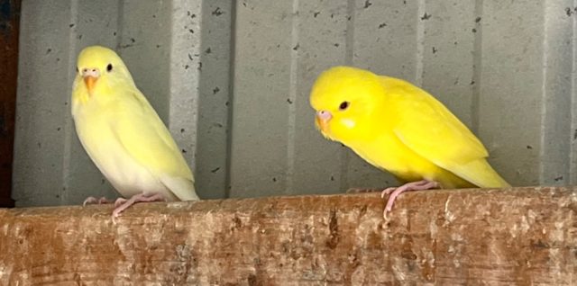 Young budgies for sale | Birds | Gumtree Australia Darebin Area ...