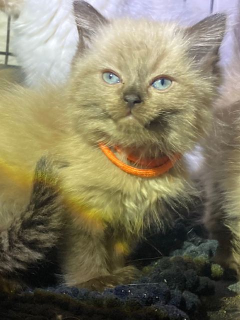 Purbred Seal Mink Ragdolls | Cats & Kittens | Gumtree Australia ...