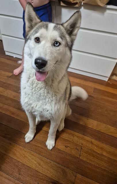 Female Siberian husky | Dogs & Puppies | Gumtree Australia Perth City ...