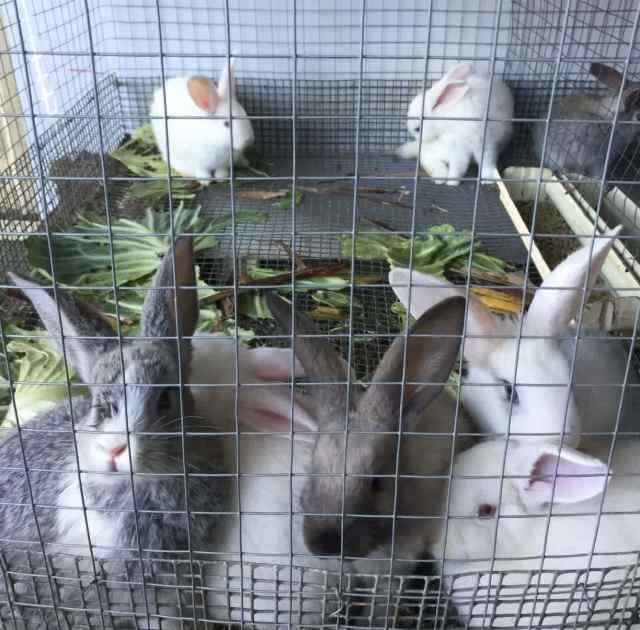 New Zealand Rabbits | Rabbits | Gumtree Australia Fairfield Area ...