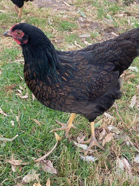 Gold Laced Barnevelder Pullets | Livestock | Gumtree Australia Murray ...