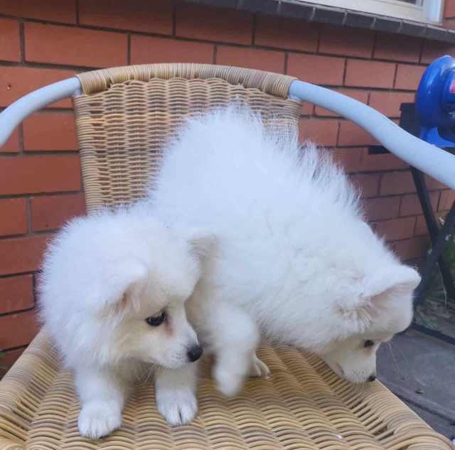 Pure breed Japanese spitz | Dogs & Puppies | Gumtree Australia Banyule ...