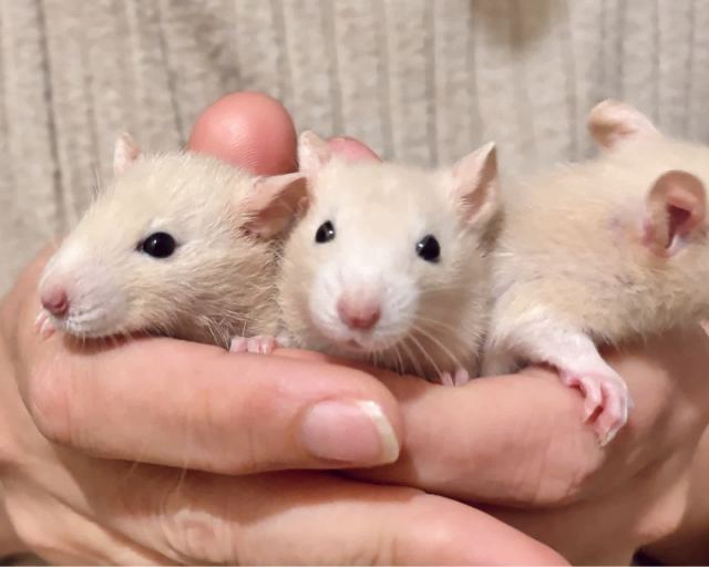 Hand tamed, friendly, cute baby rats available! | Other Pets | Gumtree ...