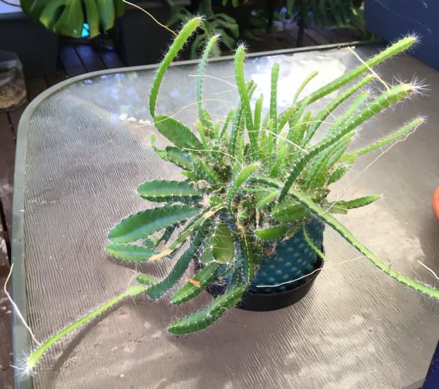 Crazy Cactus! Exploding out in all directions! Very healthy Lovely pot ...