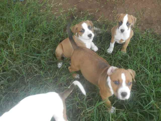 Boxer X Border Collie | Dogs & Puppies | Gumtree Australia Tablelands ...