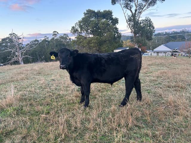 Angus cattle steers | Livestock | Gumtree Australia Baw Baw Area ...