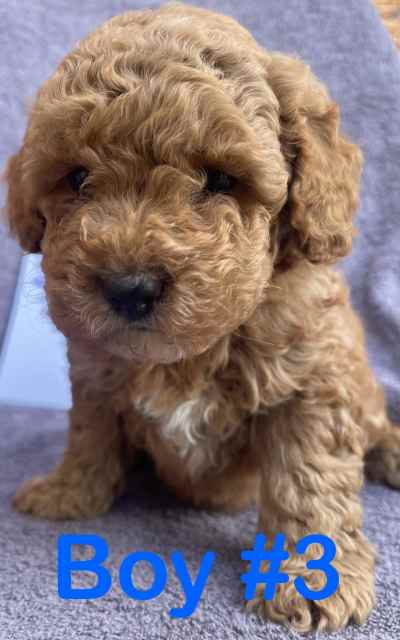 Cavoodle puppies | Dogs & Puppies | Gumtree Australia Cooma-Monaro Area ...