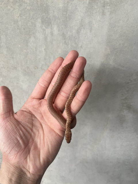 Hatchling Children’s Pythons | Reptiles & Amphibians | Gumtree ...