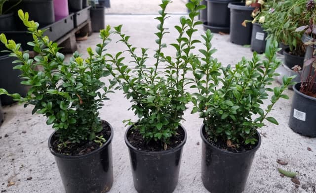 Nice and healthy English box hedging plant in 14cm pot - Plants in ...