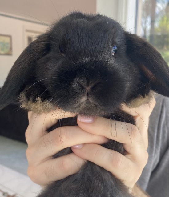 Pure bred mini lop bunny rabbit | Rabbits | Gumtree Australia ...