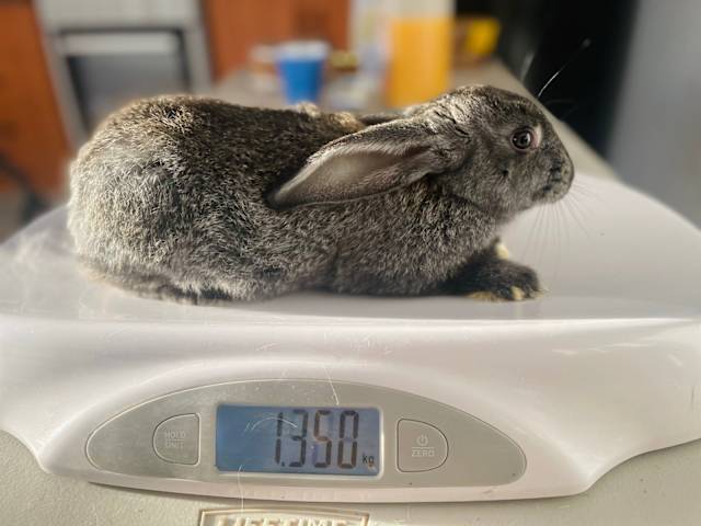 Fleming giant rabbit | Rabbits | Gumtree Australia Melton Area - Melton ...