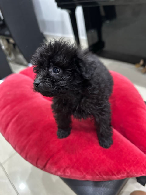 Cute Toy Pompoodle | Dogs & Puppies | Gumtree Australia Canterbury Area ...