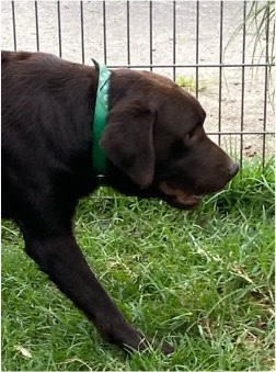 Dark chocolate intact male labrador | Dogs & Puppies | Gumtree ...