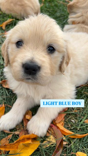 GOLDEN RETRIEVER PUPPIES FOR SALE - ready from 10 May 2025 | Dogs ...