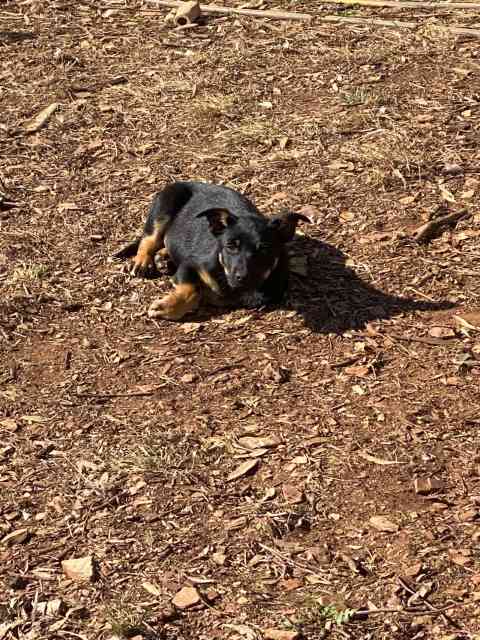 Purebred Kelpie Pup. One Female left 11 weeks old. | Dogs & Puppies ...