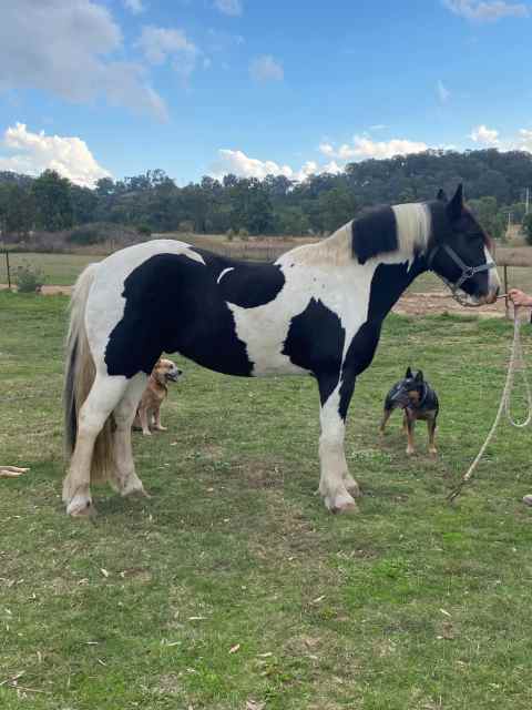 Demore park dreamcatcher (Winston) | Horses & Ponies | Gumtree ...