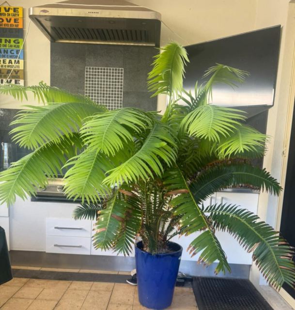 Beautiful Large Rare Dioon Spinulosum Cycad Plant in Ceramic Pot ...