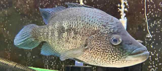 Dovii (Wolf Cichlid) | Fish | Gumtree Australia Hepburn Area - Hepburn ...