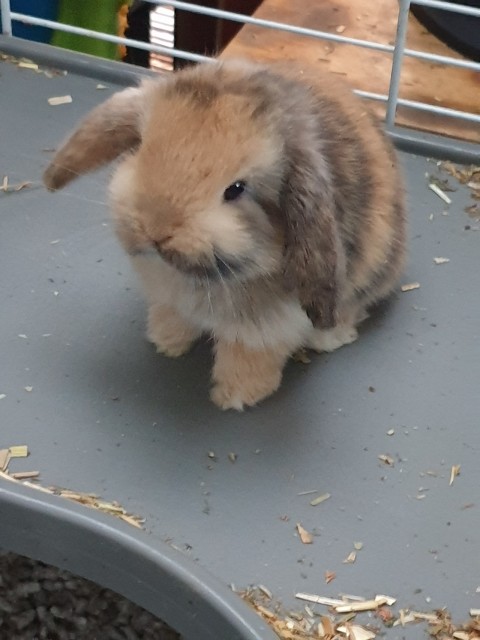 Mini Lop ear bunnies | Rabbits | Gumtree Australia Burnie Area - Burnie ...