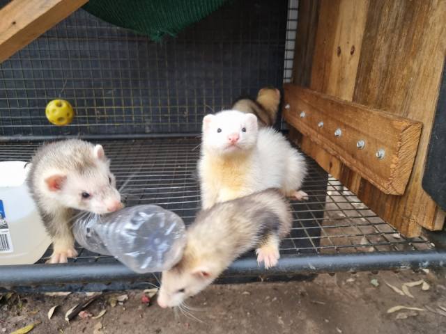 ferrets for sale | Other Pets | Gumtree Australia Indigo Area ...