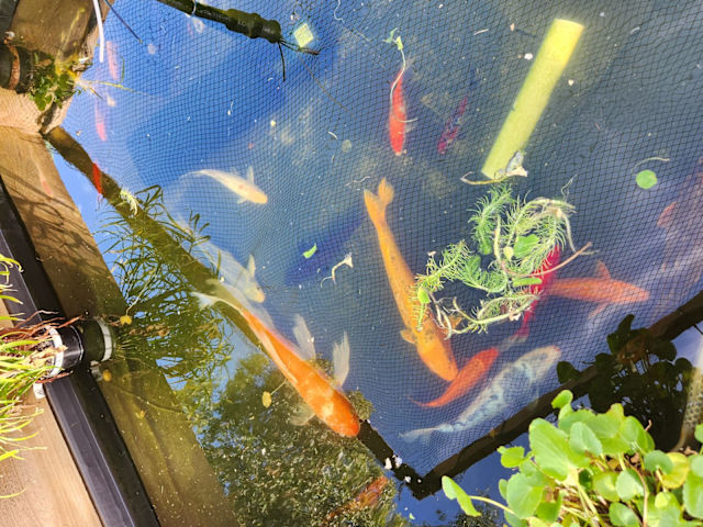 Koi and Gold Fish For FREE | Fish | Gumtree Australia Kalamunda Area ...