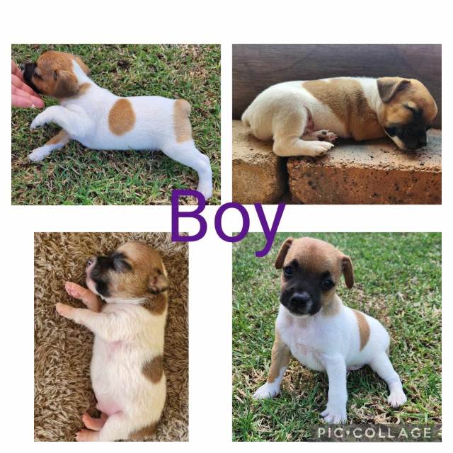 SOLD Jack Russell x Miniature Foxie Puppies | Dogs & Puppies | Gumtree ...