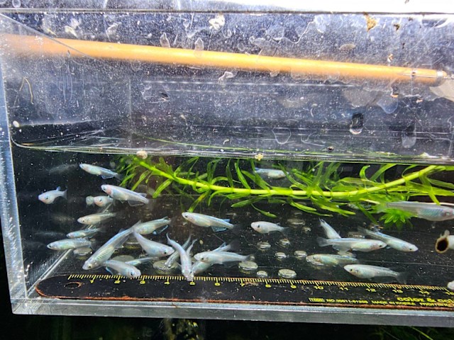 Platinum Medaka Rice Fish | Fish | Gumtree Australia Campbelltown Area ...