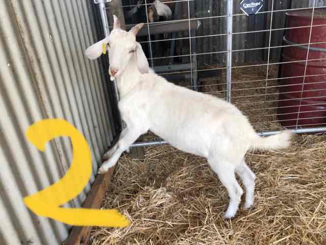 DAIRY GOATS One adult female and four kids five months old | Livestock ...