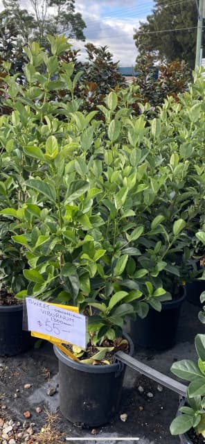 Viburnum - Plants in Dural NSW | Gumtree Australia