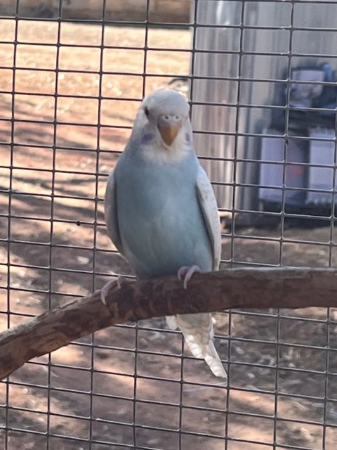 Budgies, babies and young | Birds | Gumtree Australia Toodyay Area ...