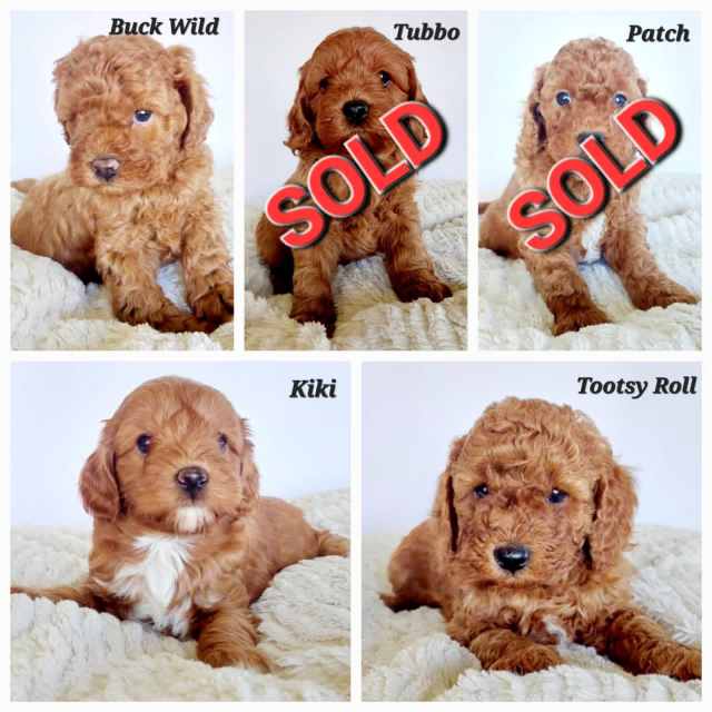*READY NOW* Designer Toy Cavoodle Ruby Puppies For Sale | Dogs ...