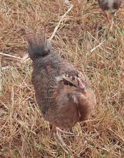 Purebred Welsummer Pullets for sale, 5 weeks old, $30 each, Chickens ...