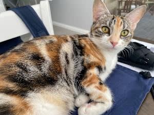 Stunning Female Torti Cat | Cats & Kittens | Gumtree Australia Swan ...