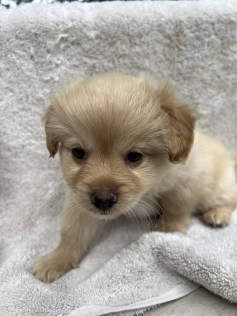 Pomadoodle | Dogs & Puppies | Gumtree Australia Tablelands - Barrine ...