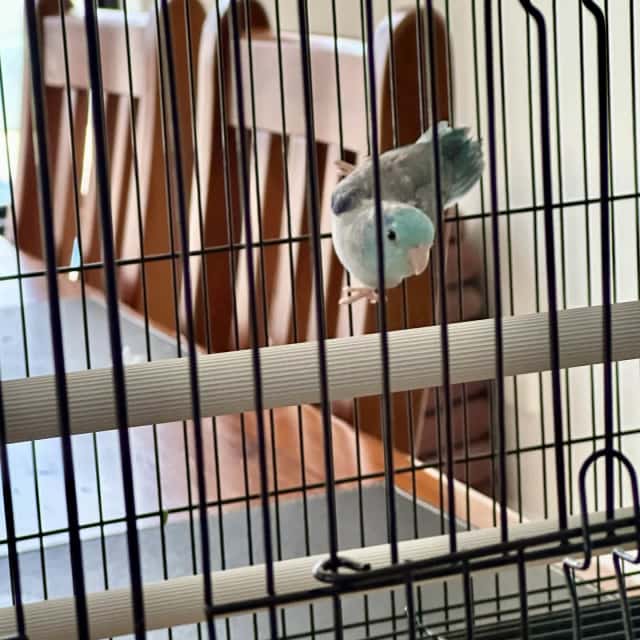 Parrotlet Male | Birds | Gumtree Australia Toowoomba City - Cotswold ...