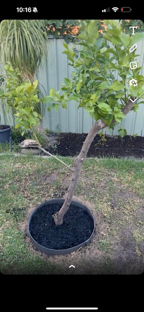 Landscaping, reticulation , tree removal | Gardening & Landscaping ...