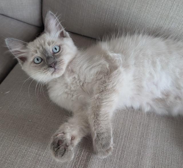 MINK Blue Point Ragdoll Kitten with 2x vaccinations completed | Cats ...