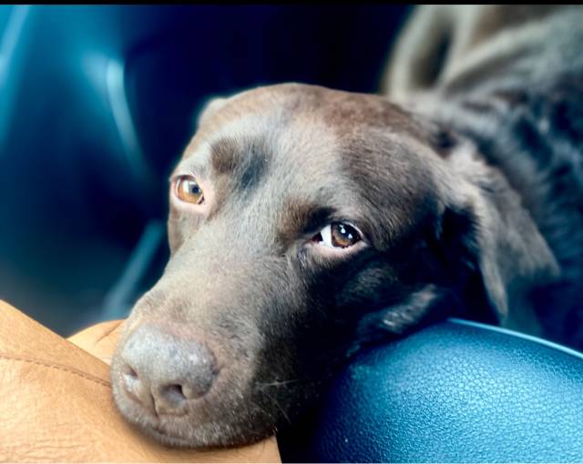 Wanted - Dog Sitter for 2 friendly dogs | Dogs & Puppies | Gumtree ...