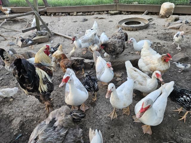 LOTS of Poultry available, chooks, ducks, roosters, drakes, ducklings | Livestock | Gumtree ...