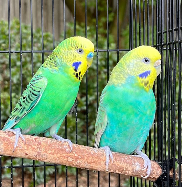 Budgies for sale.Breeding pair plus babies. | Birds | Gumtree Australia ...