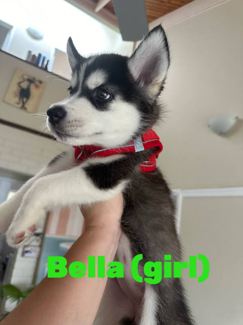 2 Pure Breed Siberian Husky Ready for New Home NOW | Dogs & Puppies ...