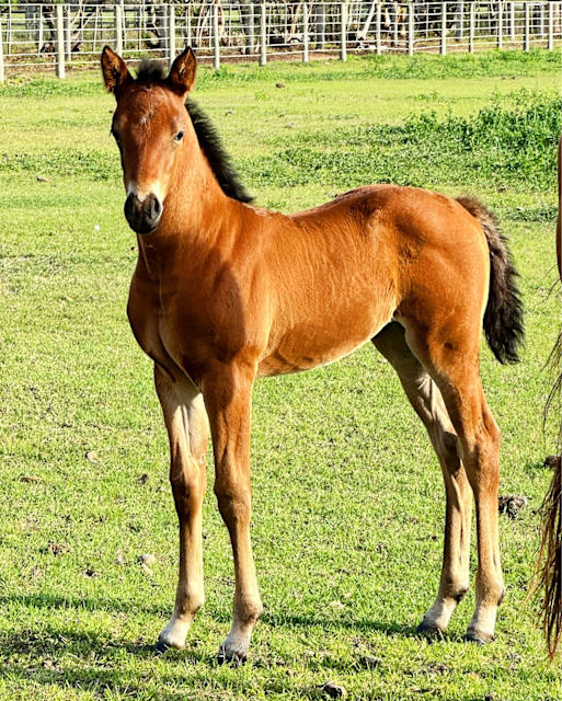 Quarter Horse yearling Filly | Horses & Ponies | Gumtree Australia ...