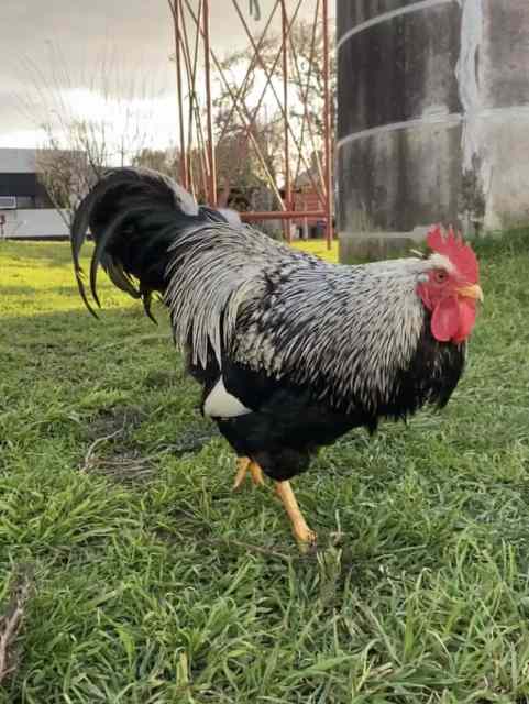 Rooster and broody chickens | Birds | Gumtree Australia Macedon Ranges ...
