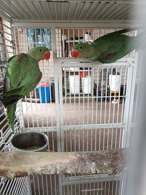 Alexandrine Parrots Aviary Birds | Birds | Gumtree Australia Wellington ...