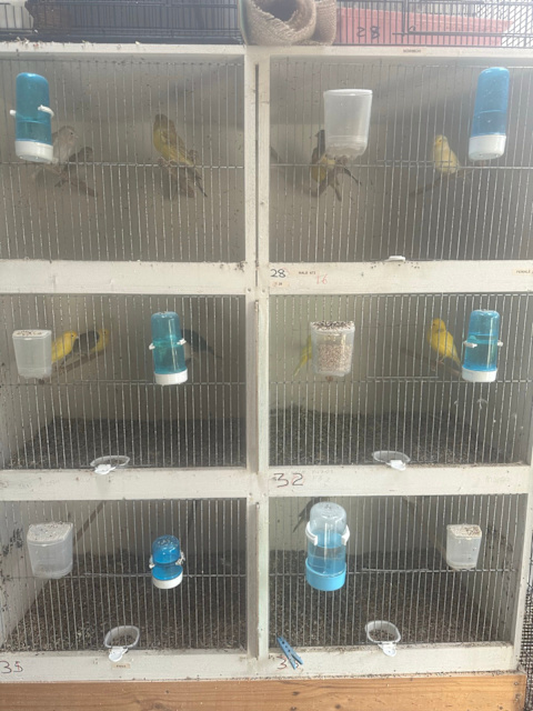 Canary Birds & Breeding Boxes | Birds | Gumtree Australia Moonee Valley ...