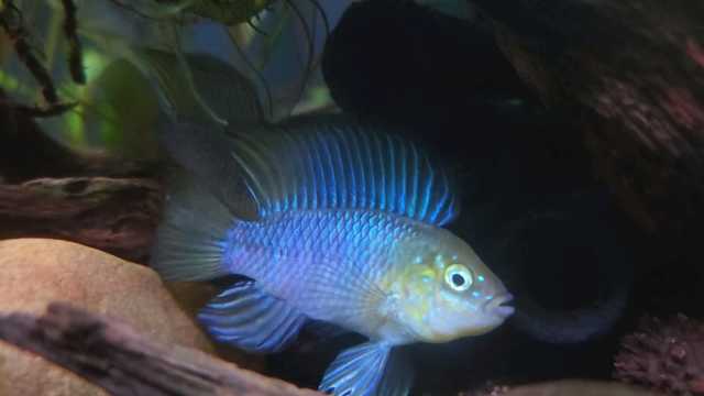 Apistogramma Borelli | Fish | Gumtree Australia Brisbane North West ...