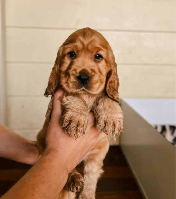 Pedigree Registered English Cocker Spaniels | Dogs & Puppies | Gumtree ...