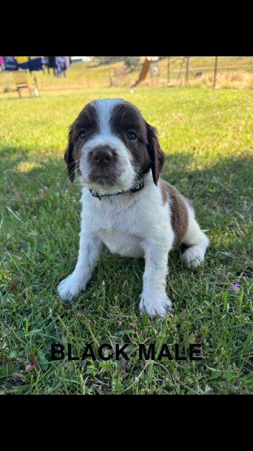 Purebred English Springer Spaniels | Dogs & Puppies | Gumtree Australia ...