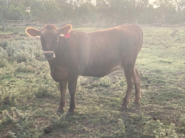 Red Angus steers and heifers (black ) | Livestock | Gumtree Australia ...