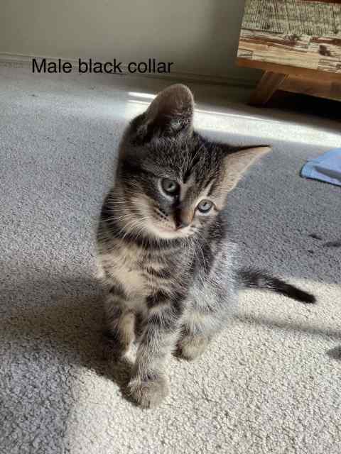 GORGEOUS TABBY KITTENS | Cats & Kittens | Gumtree Australia Cardinia ...